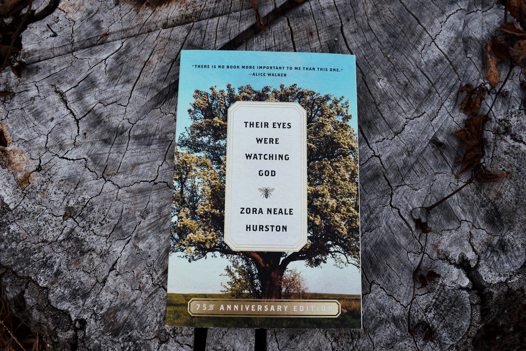 The Best Opening Paragraphs - Wildwood Reads